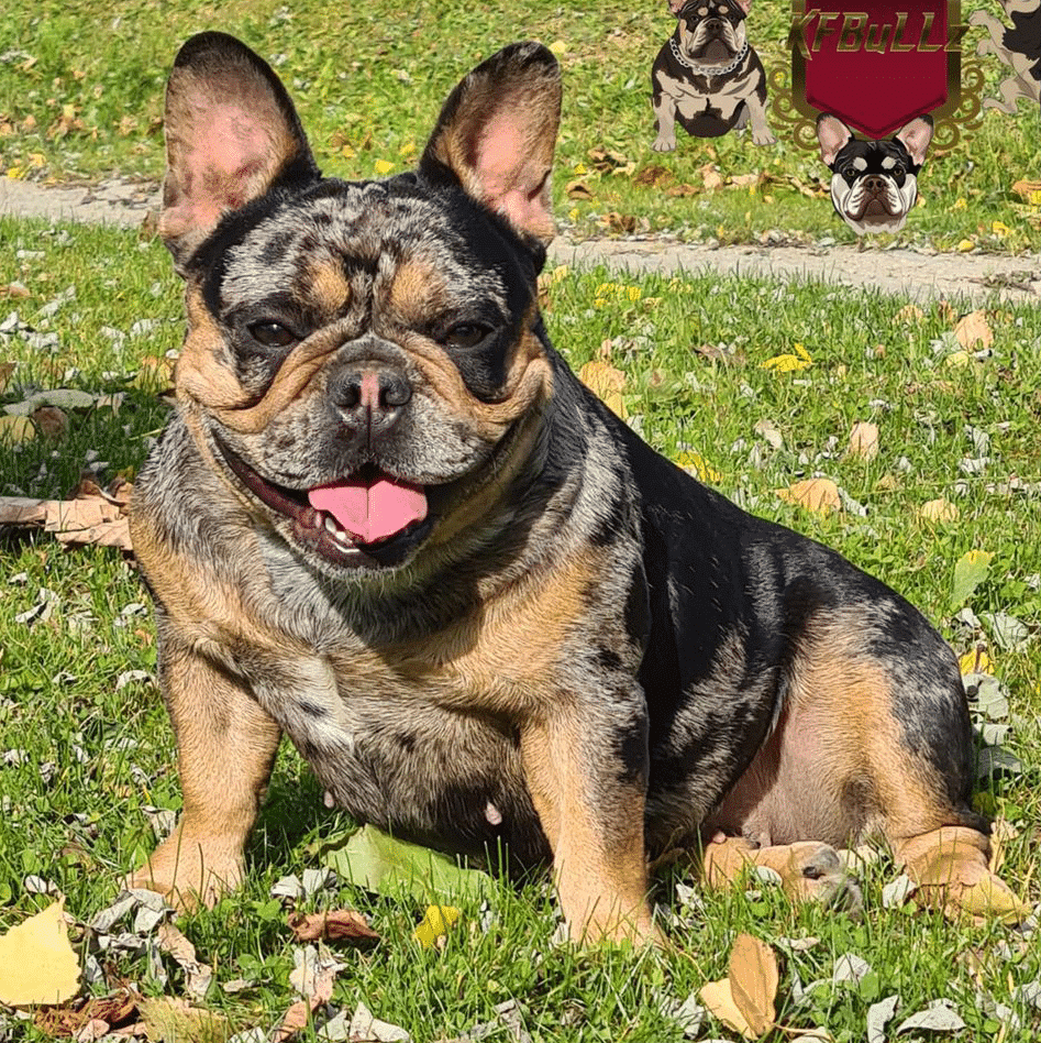 French Bulldog Price | the best Frenchie Prices anywhere for Quality Pups