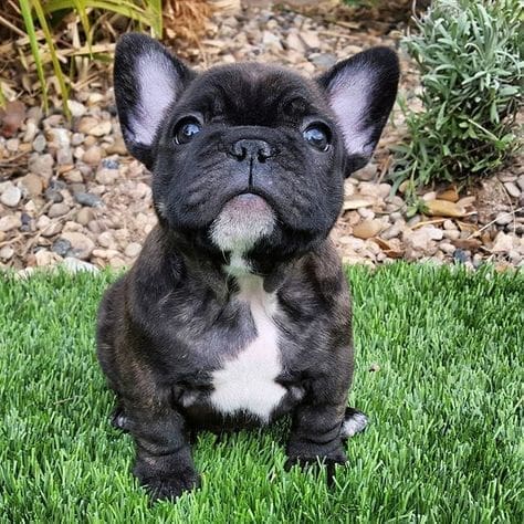 Brindle French Bulldog puppies for sale | Brindle Frenchie puppies