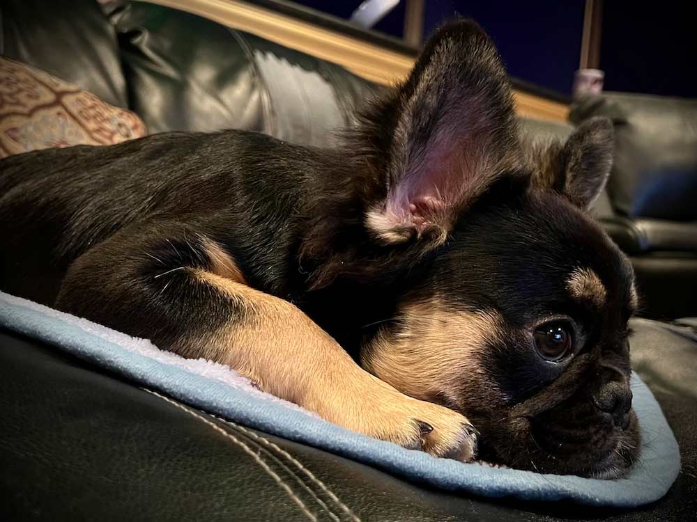 Fluffy French Bulldogs for sale | Fluffy Frenchie puppies near me