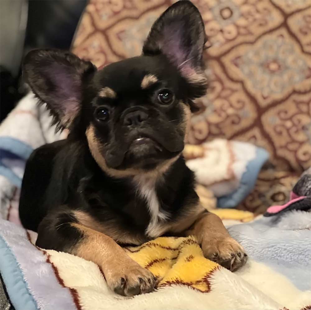 Fluffy Frenchie Puppies for sale | Fluffy French Bulldog Puppy sale