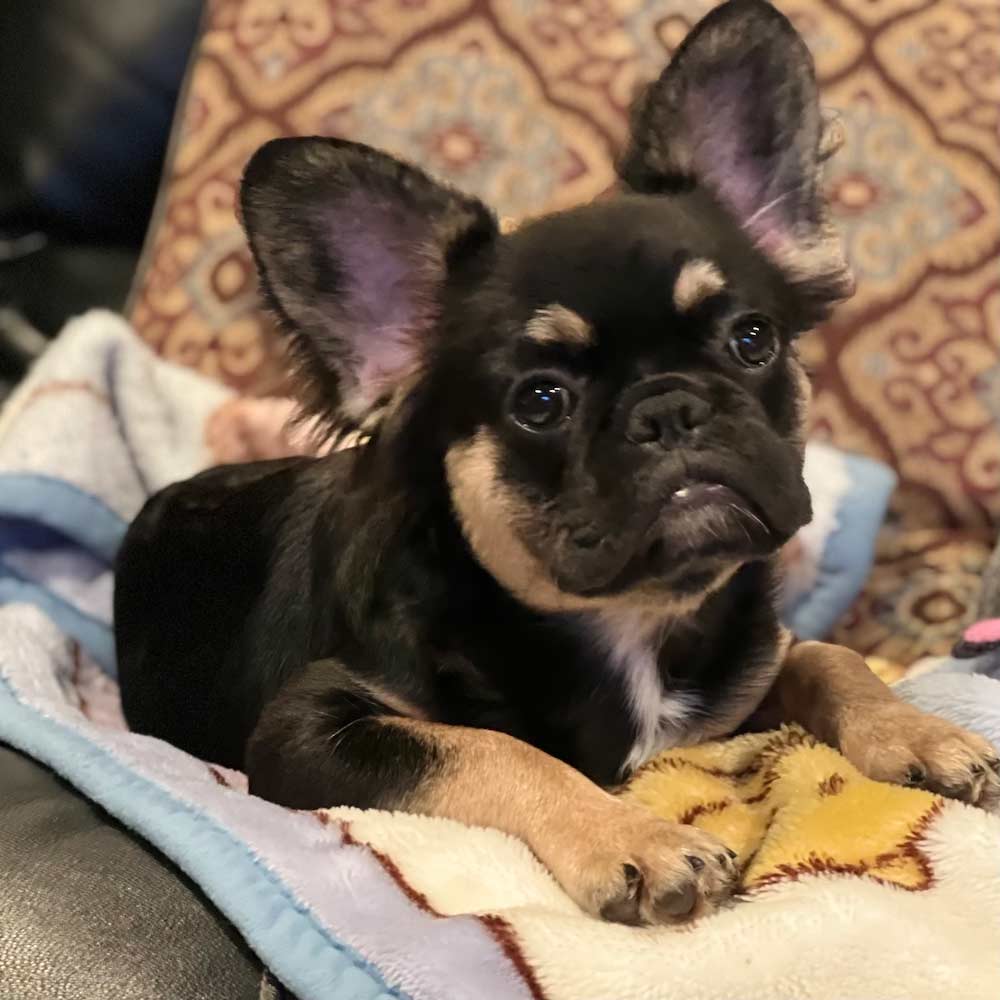 Fluffy French Bulldogs for sale | Fluffy Frenchie puppies near me