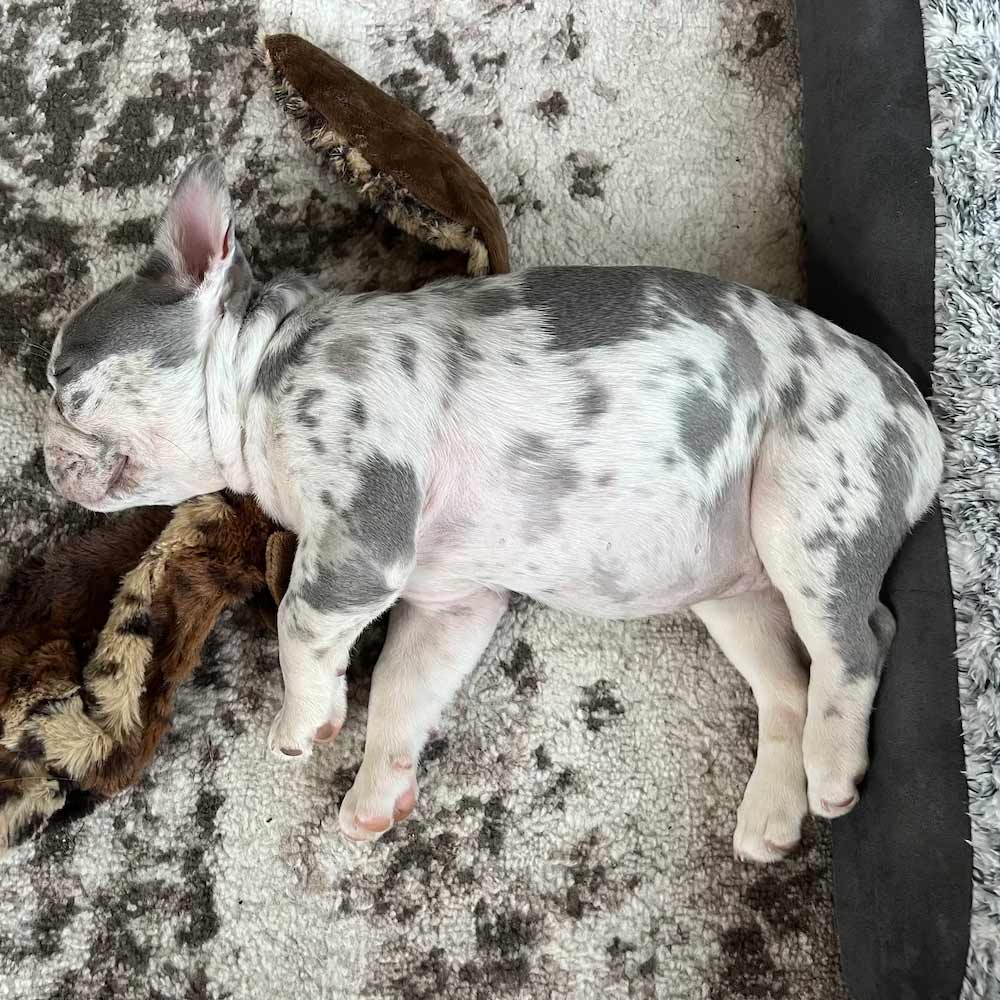 Lilac Merle French Bulldog for sale Lilac Merle French bulldog price