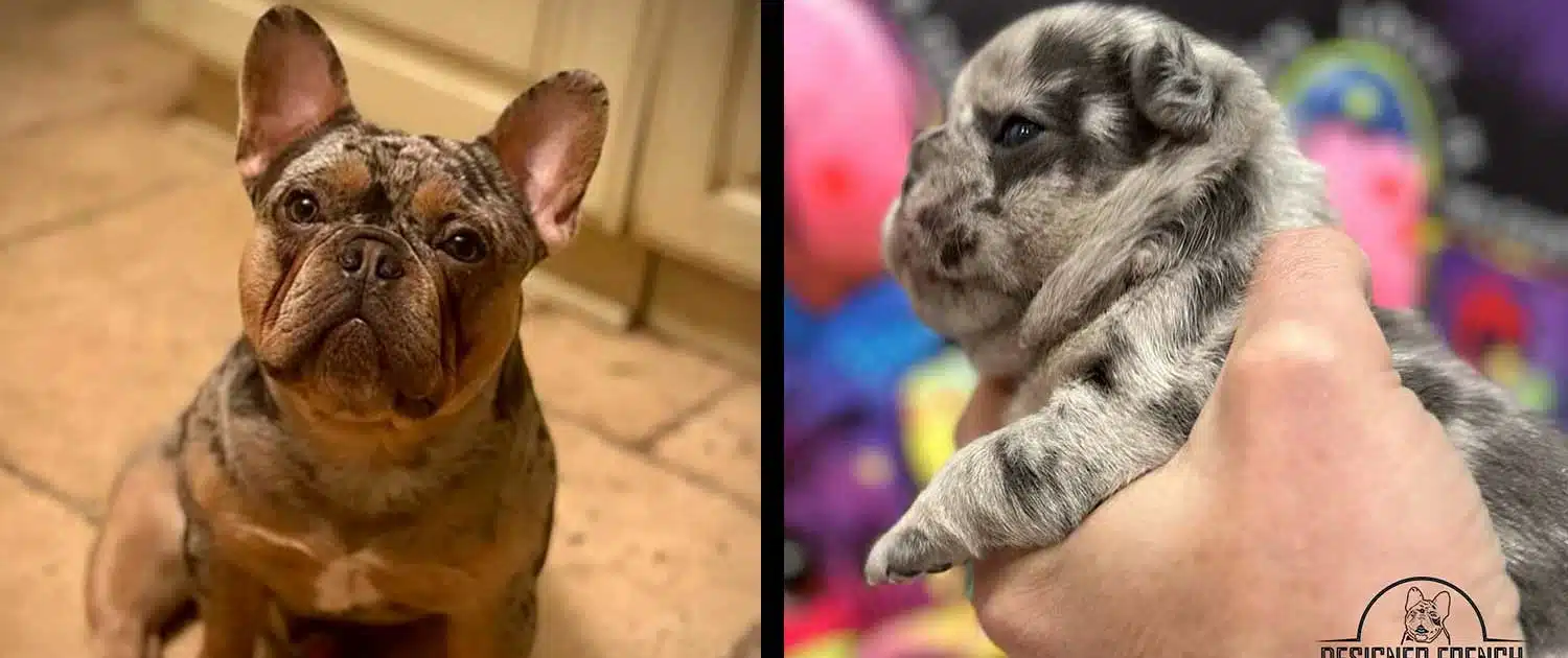 Blue Merle Frenchie puppies | Blue Merle Frenchie Price and Cost