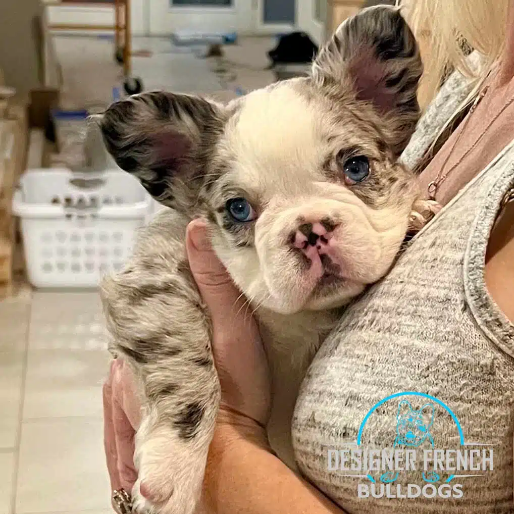 Fluffy French Bulldogs for sale | Fluffy Frenchie puppies near me