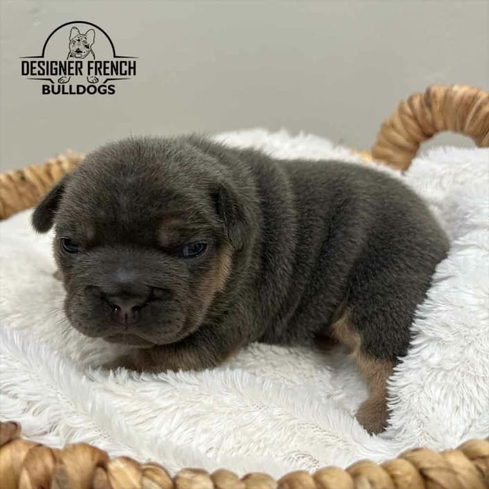 Big Rope Frenchie for sale | Big rope Frenchies for sale best prices