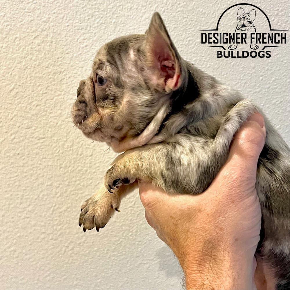 Lilac Merle French Bulldog for sale Lilac Merle French bulldog price