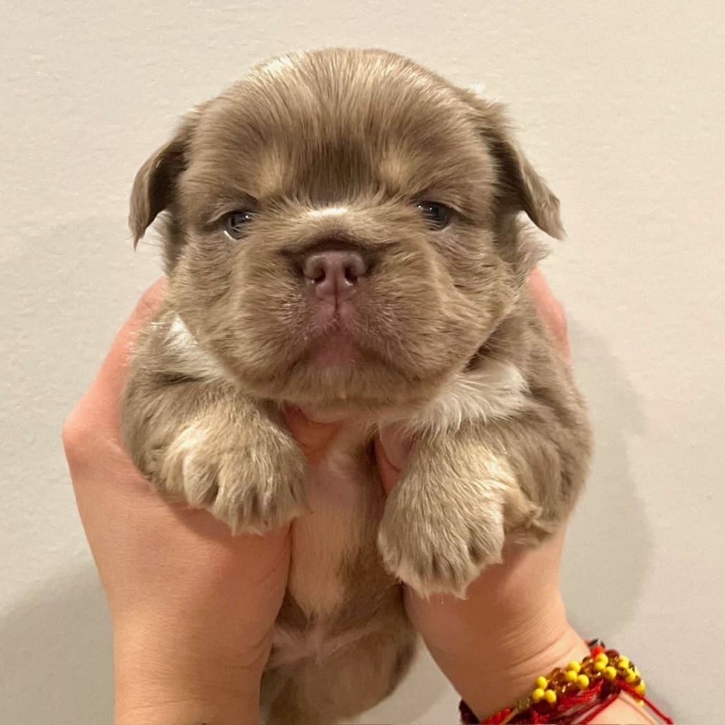 Long Haired French Bulldog - Long haired Frenchie puppies