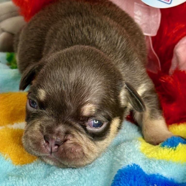 Chocolate French Bulldog puppies for sale | Chocolate Frenchie