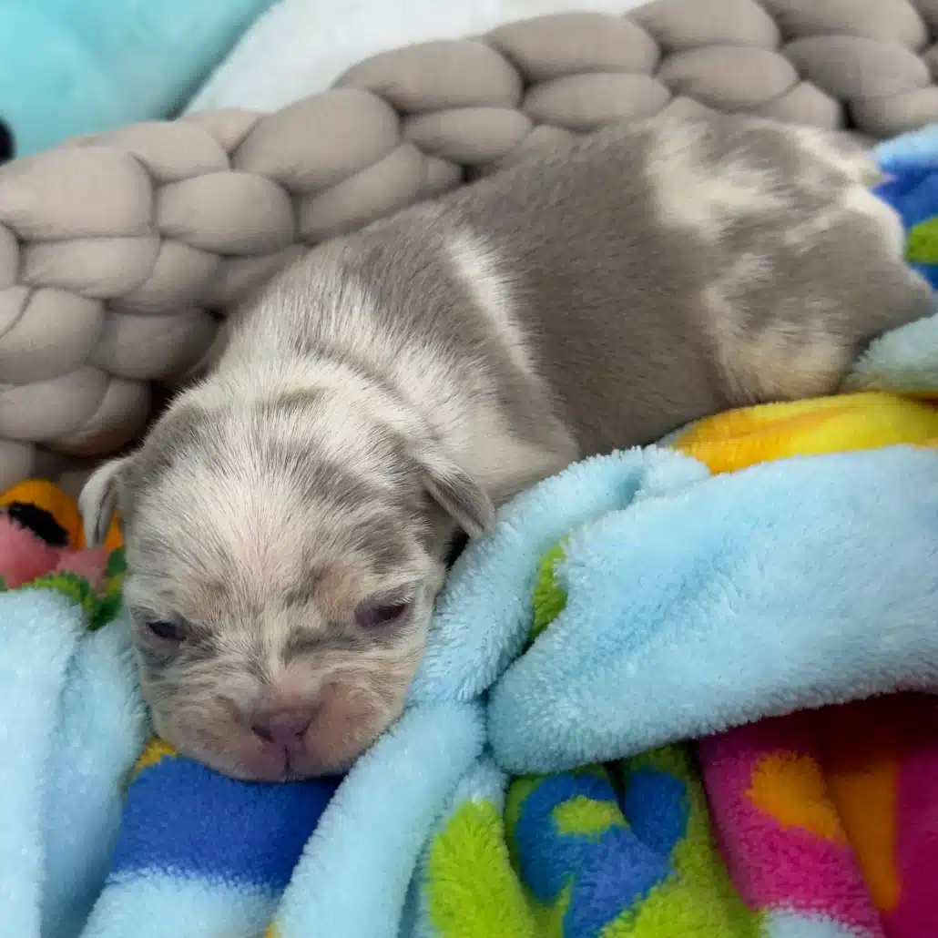 Lilac Merle Frenchie Puppy | Lilac Merle Female French bulldogs