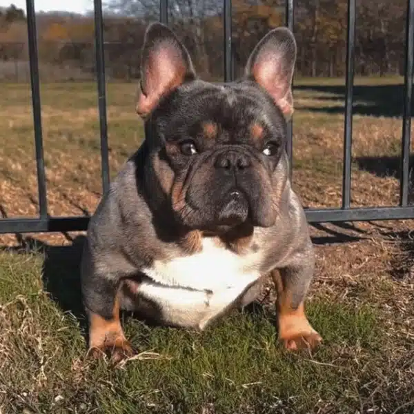 Isabella Fluffy Frenchie Puppy Fluffy Isabella French bulldog puppy