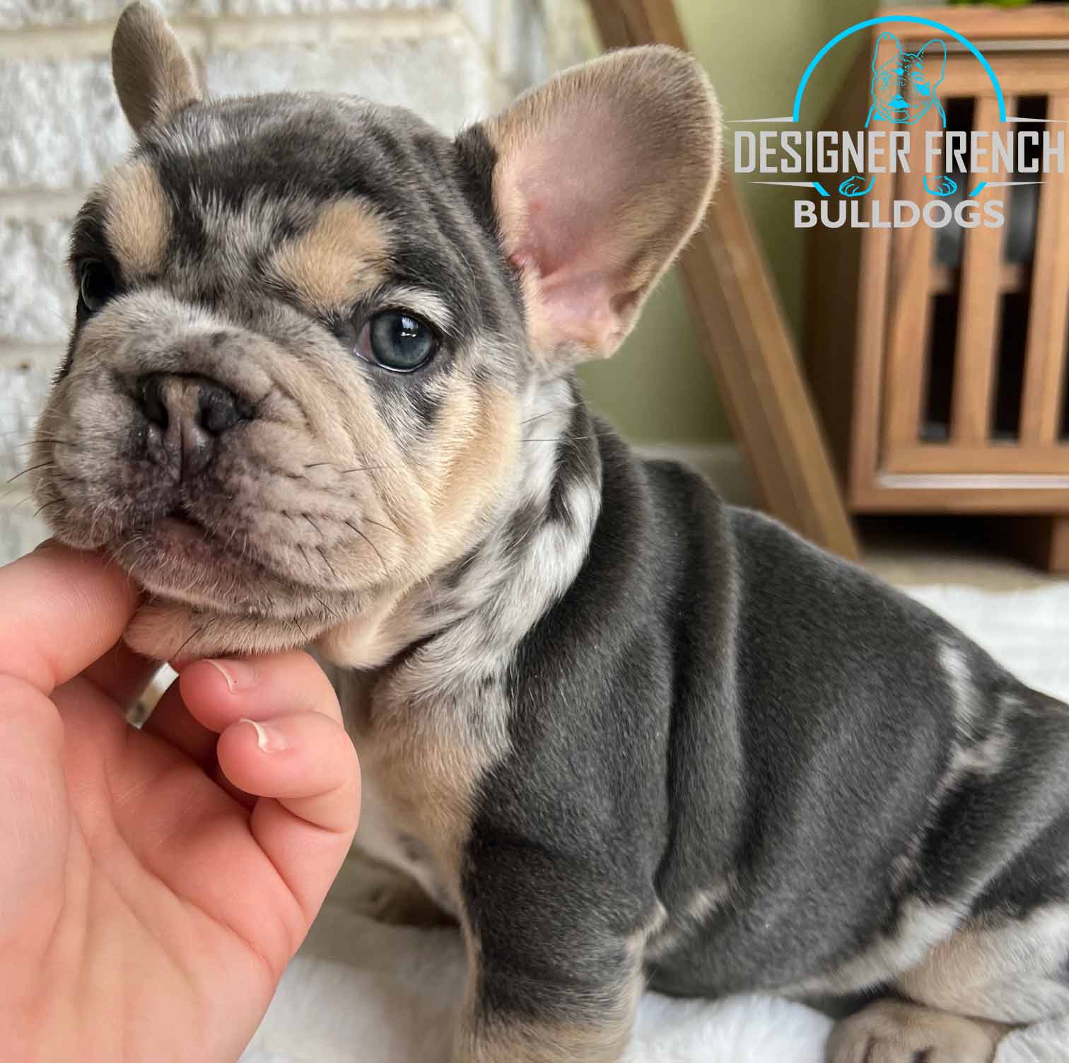 Blue French Bulldog for sale | Blue Frenchie puppies near me price