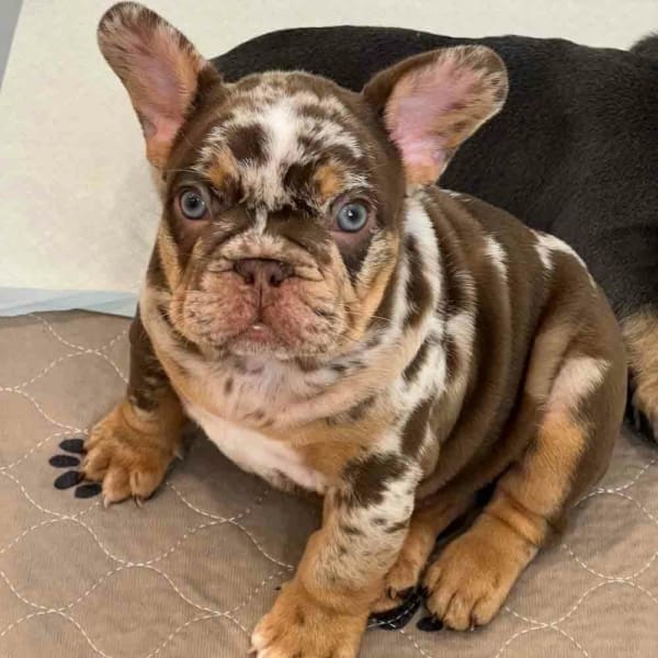 Chocolate French Bulldog puppies for sale | Chocolate Frenchie