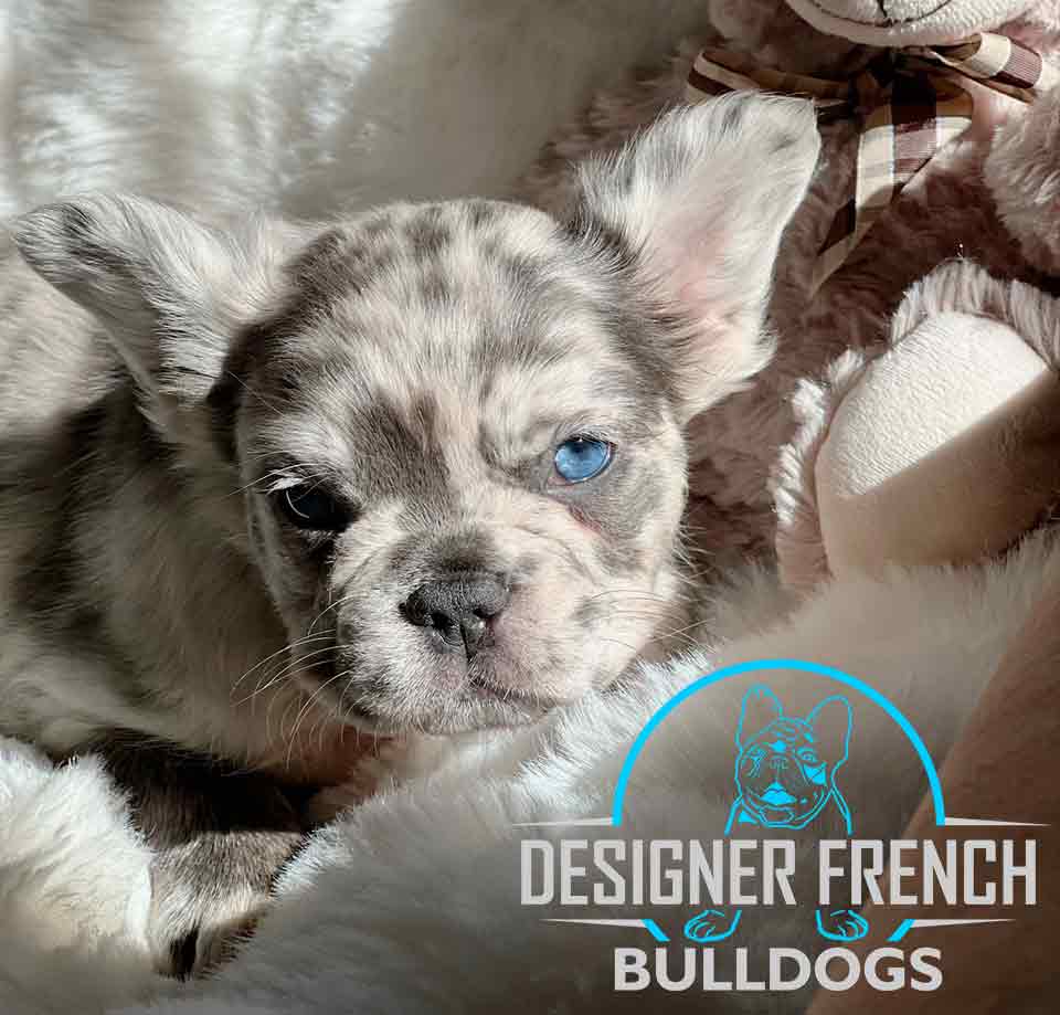 Fluffy French Bulldog price Fluffy frenchie price Furry Frenchie cost