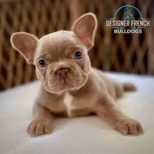 Frenchie colors | French bulldog price chart | Frenchie prices | cost