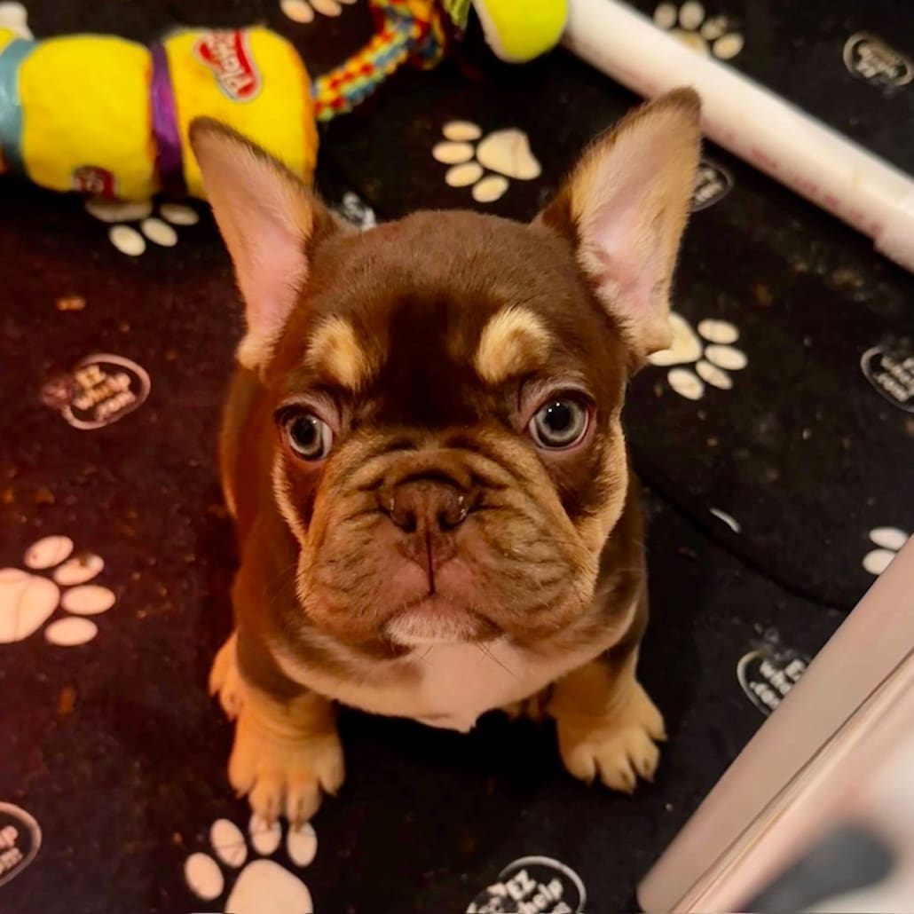 Rojo French Bulldog for sale Isabella Frenchie Puppies near me
