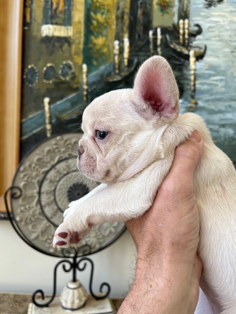 Frenchie colors | French bulldog price chart | Frenchie prices | cost