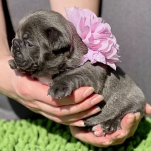 Blue French Bulldog for sale | Blue Frenchie puppies near me price