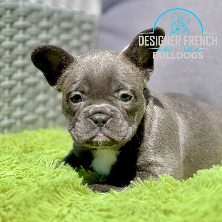 Bly Frenchie Puppy | AKC Blue French bulldog puppies for sale