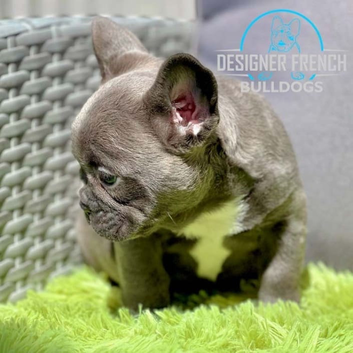 Fawn French Bulldog for sale | Fawn Frenchie puppies near me