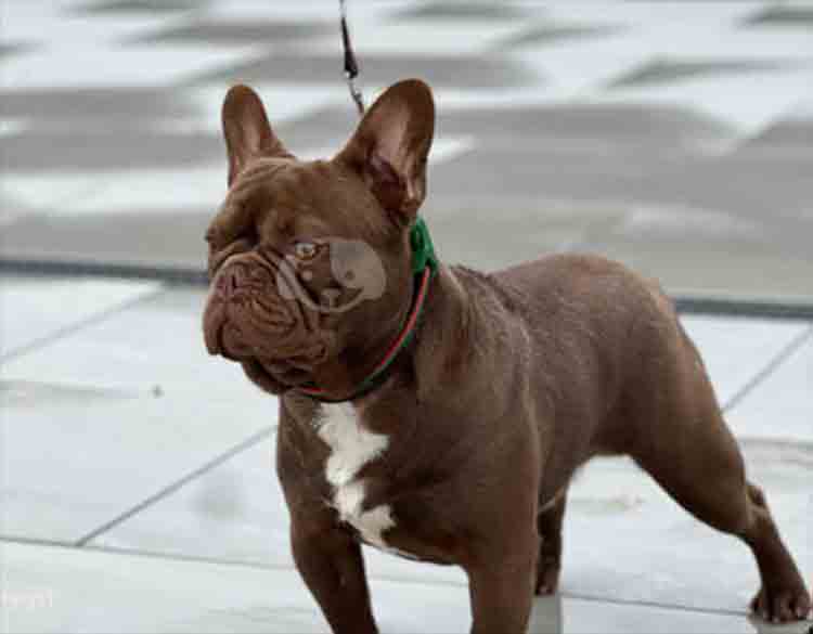 Chocolate French Bulldog puppies for sale | Chocolate Frenchie