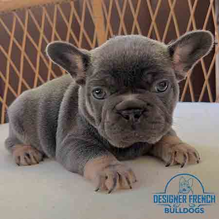 Blue French Bulldog for sale | Blue Frenchie puppies near me price