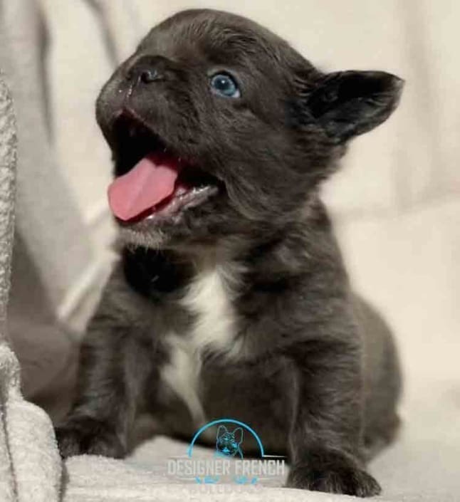 Frenchie colors | French bulldog price chart | Frenchie prices | cost