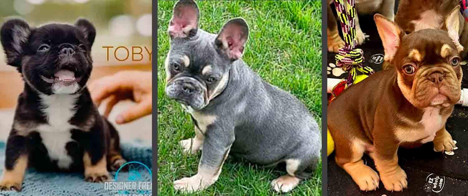 French bulldog breeders | best AKC Frenchie Breeders near me