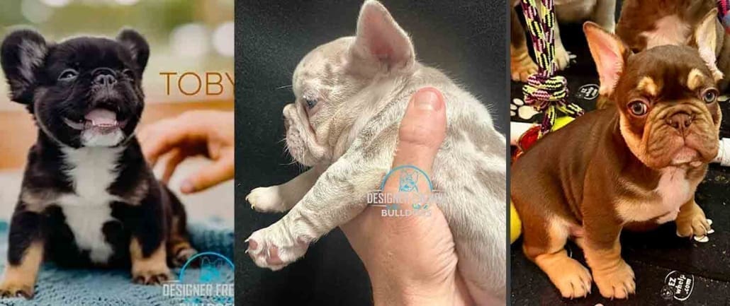 Frenchie colors | French bulldog price chart | Frenchie prices | cost