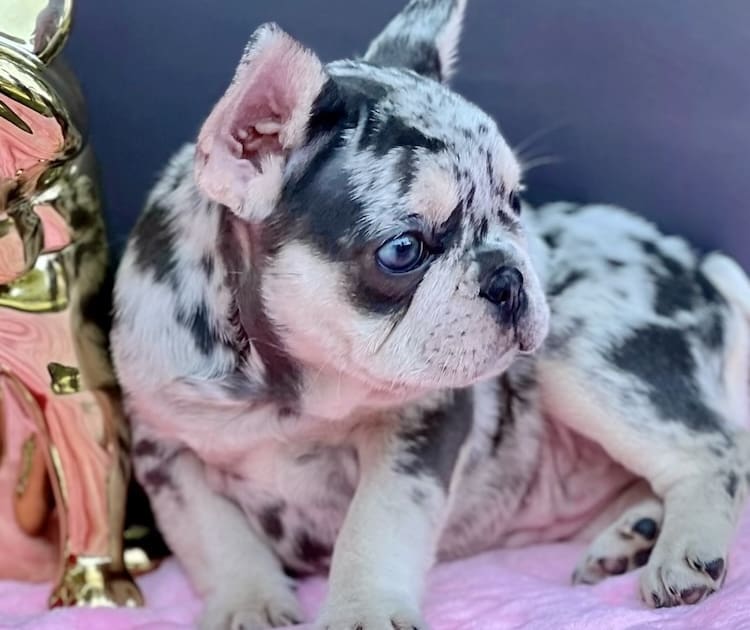 Why is a French bulldog so expensive? French bulldog price chart