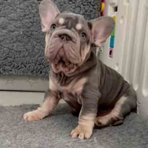 Big Rope Frenchie for sale | Big rope Frenchies for sale best prices