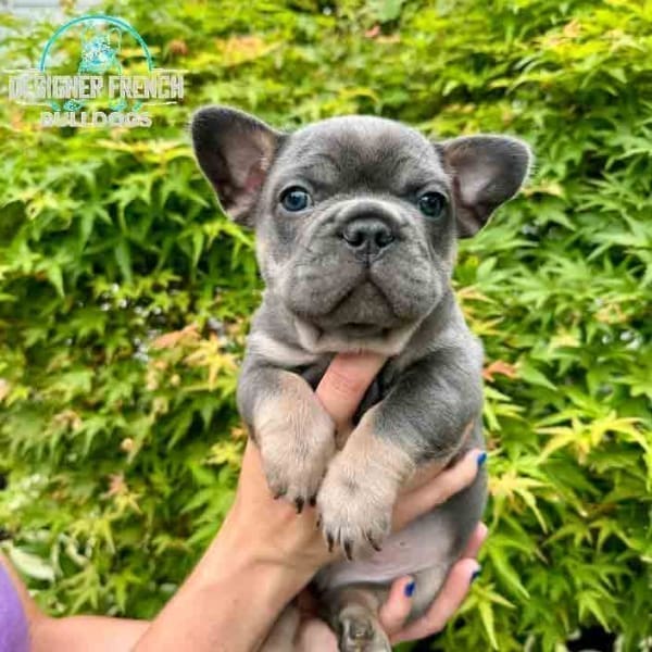 Blue French Bulldog for sale | Blue Frenchie puppies near me price