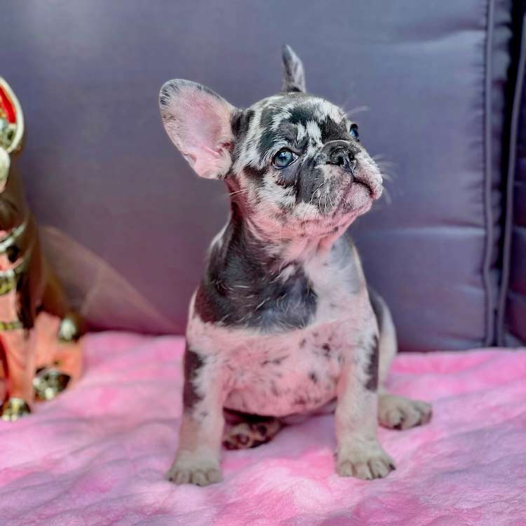 blue and tan Tricolor Merle Frenchie Puppy Merle Frenchie