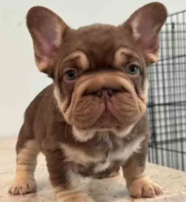 Big Rope Frenchie for sale | Big rope Frenchies for sale best prices