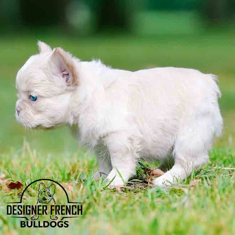Fluffy French bulldogs for sale | Top AKC Fluffy Frenchies for sale