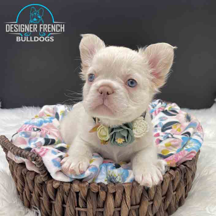 Fluffy French bulldogs for sale | Top AKC Fluffy Frenchies for sale