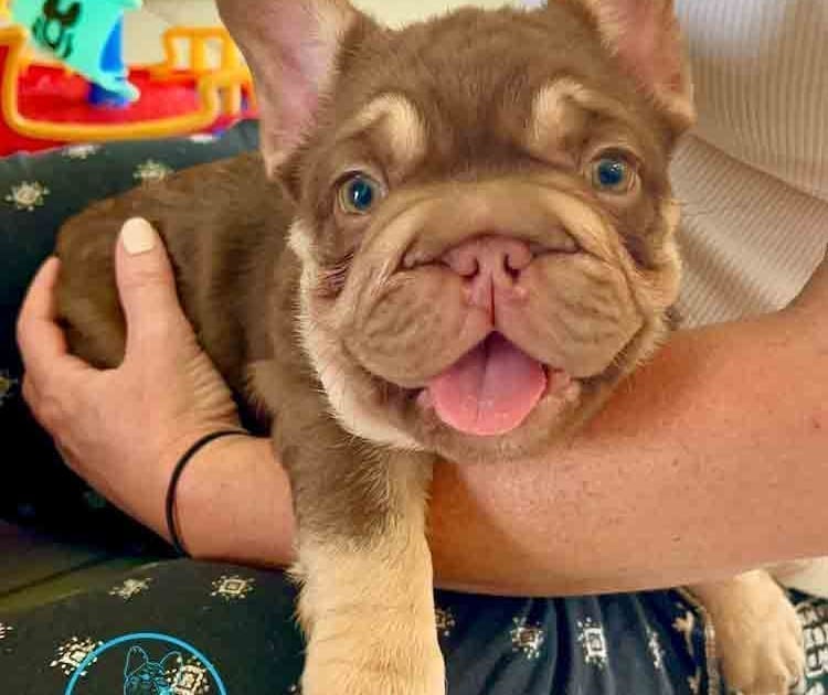 Big Rope Frenchie for sale | Big rope Frenchies for sale best prices