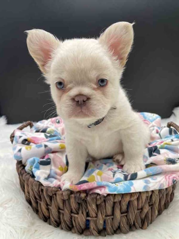Cocoa Fluffy & Cocoa Merle Fluffy French Bulldogs - Designer French ...