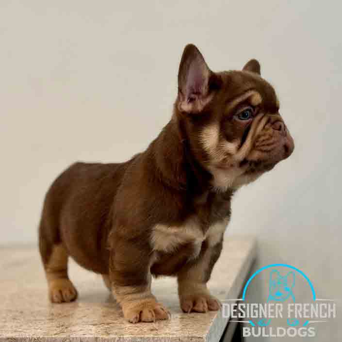 Rojo Fluffy & Rojo Merle Fluffy French Bulldogs - Designer French Bulldogs