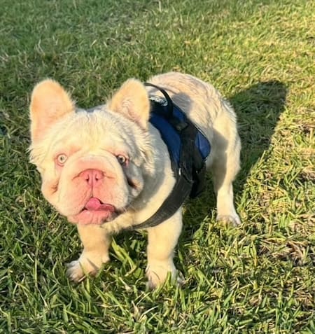 Fluffy Isabella Big Rope French Bulldog | Isabella Fluffy Frenchie