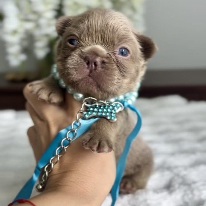 Frenchie colors | French bulldog price chart | Frenchie prices | cost