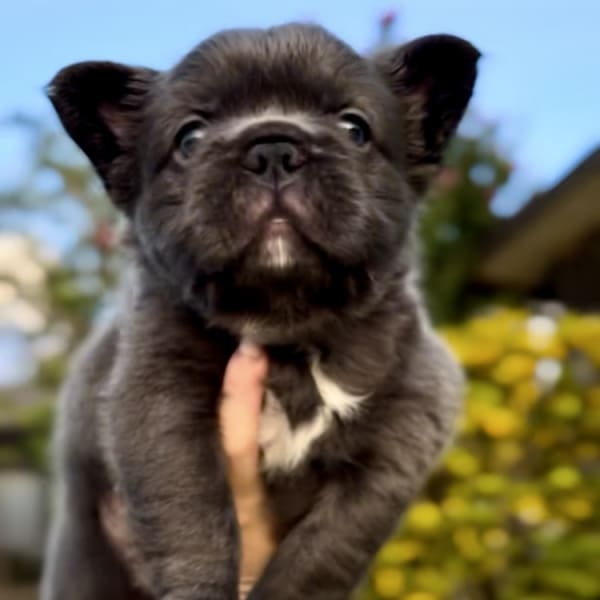 Frenchie colors | French bulldog price chart | Frenchie prices | cost