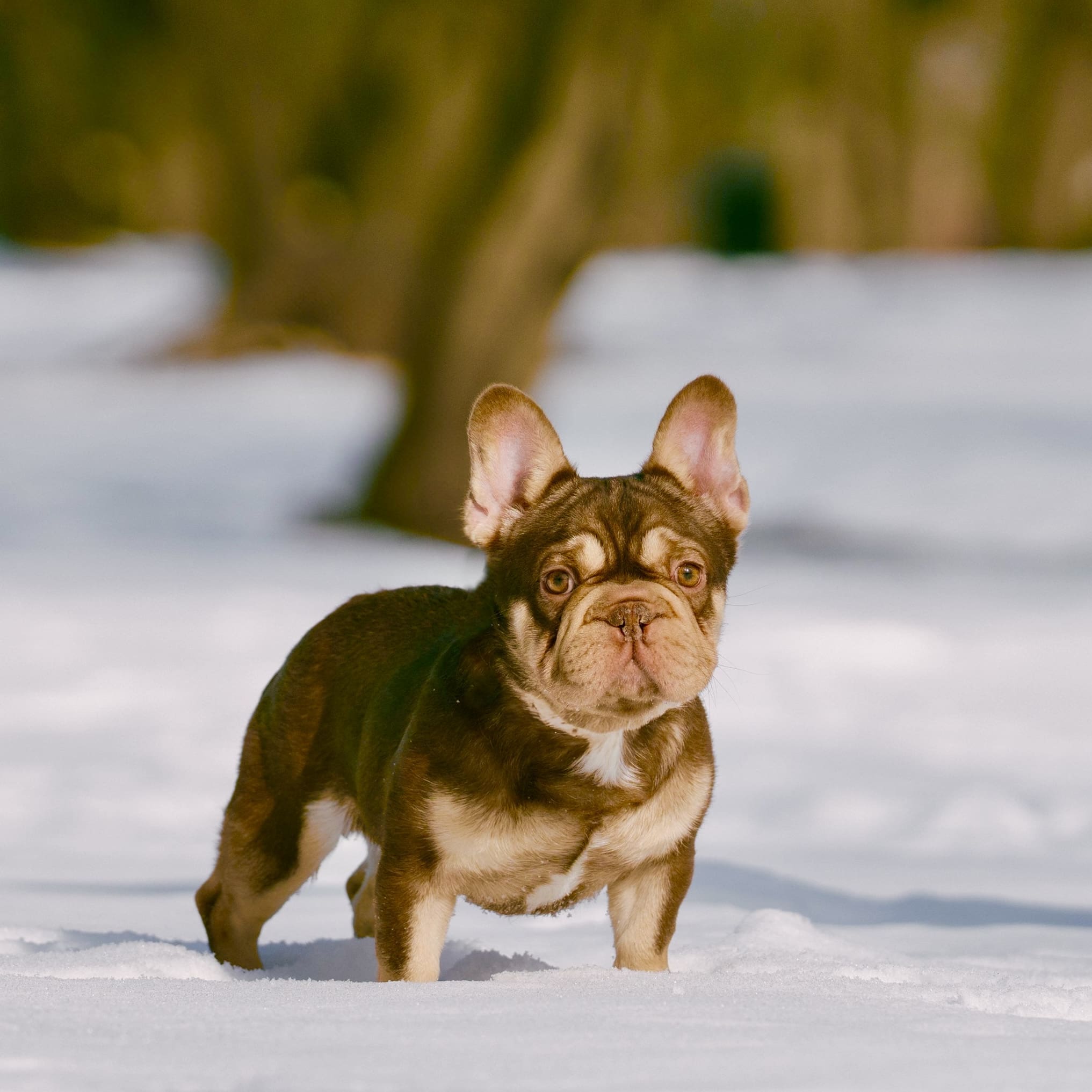 Big Rope Frenchie Stud Breeding – 2025-11-18 - Designer French Bulldogs