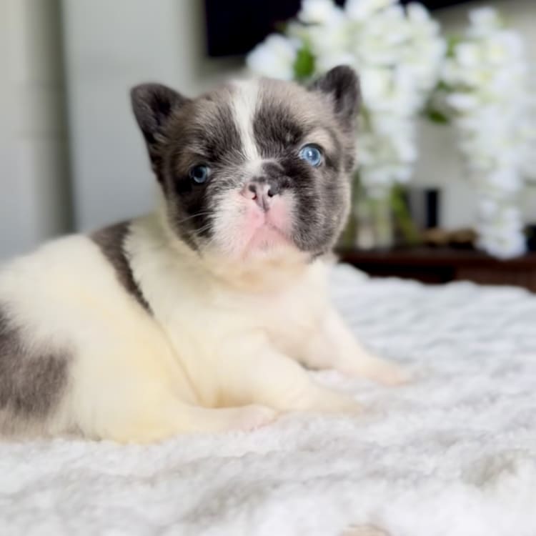 Fluffy Frenchie Puppies for sale | Fluffy French bulldog price | cost