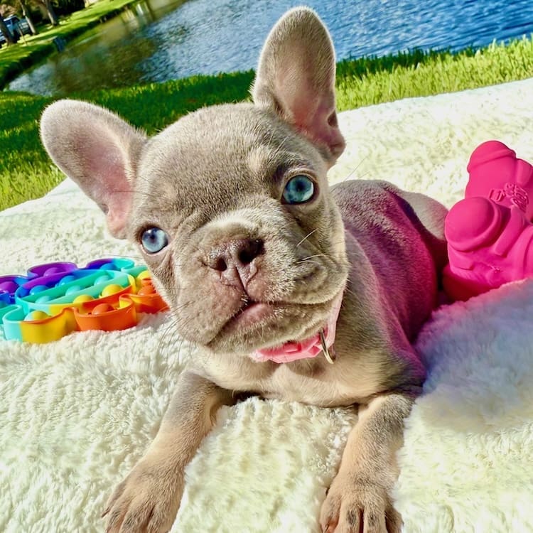 Lilac and tan female Frenchie puppies for sale | lilac french bulldog