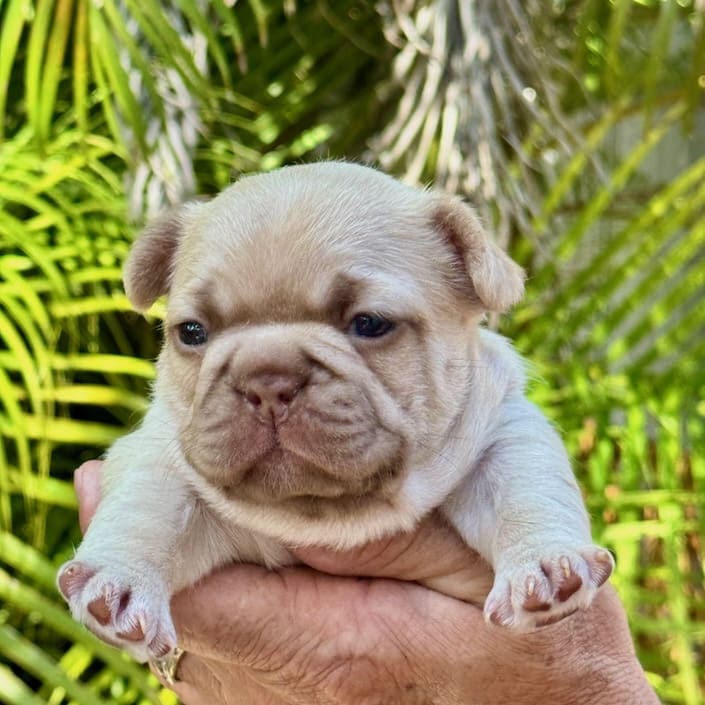 French Bulldog Breeders Clearwater Florida AKC Frenchie Breeder