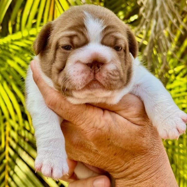 French Bulldog Breeders Clearwater Florida AKC Frenchie Breeder