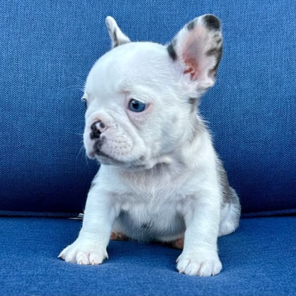 French Bulldog Puppies for sale | Frenchies for sale Lilac Merle